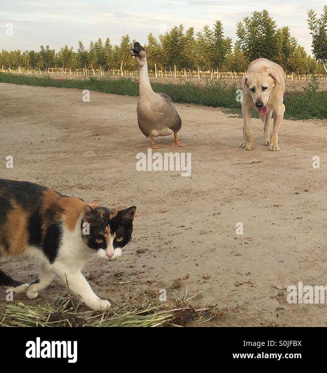 Cat photobombs goose and dingo Stock Photo - Alamy