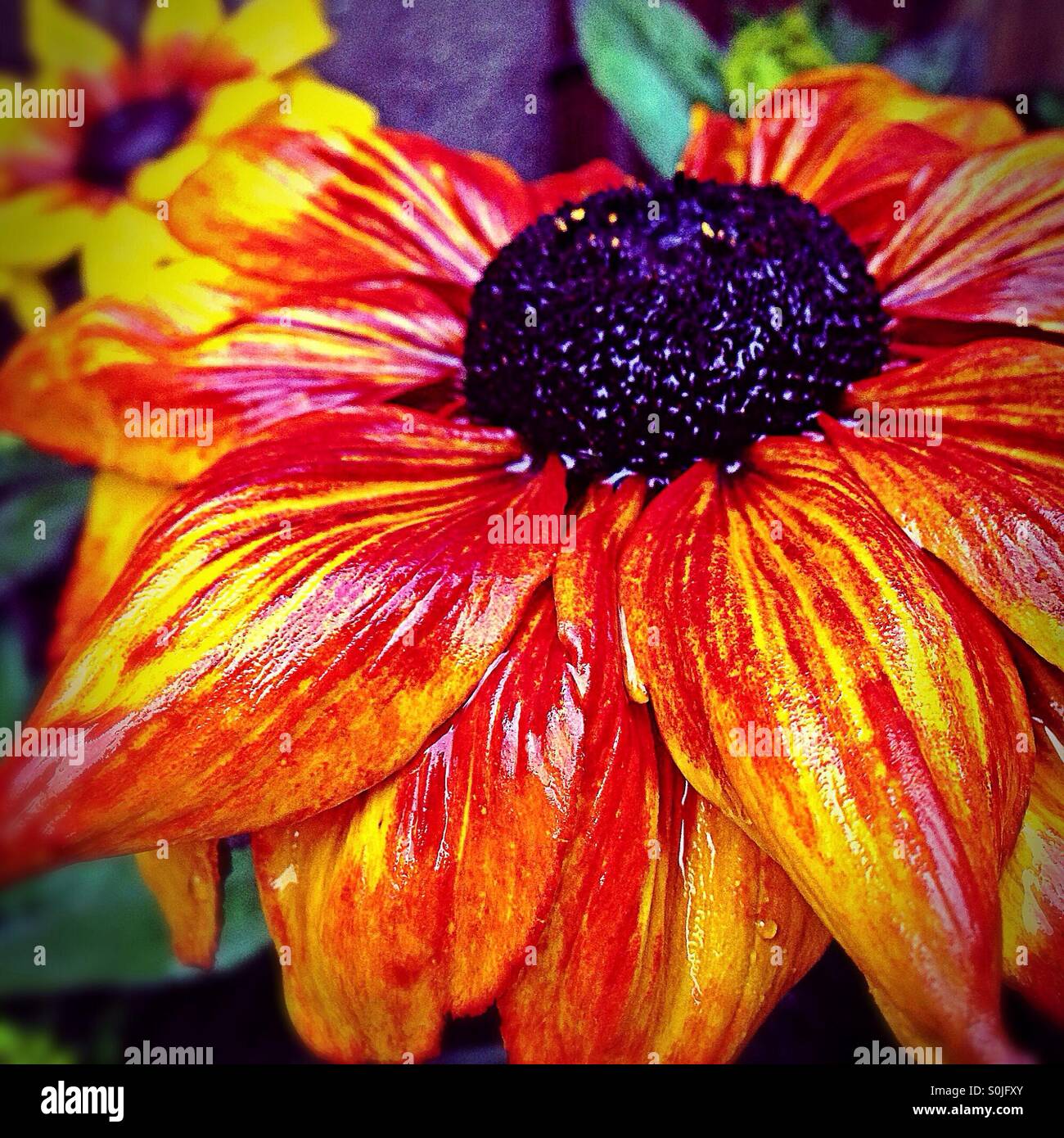 Yellow sunflower after rain hi-res stock photography and images - Alamy
