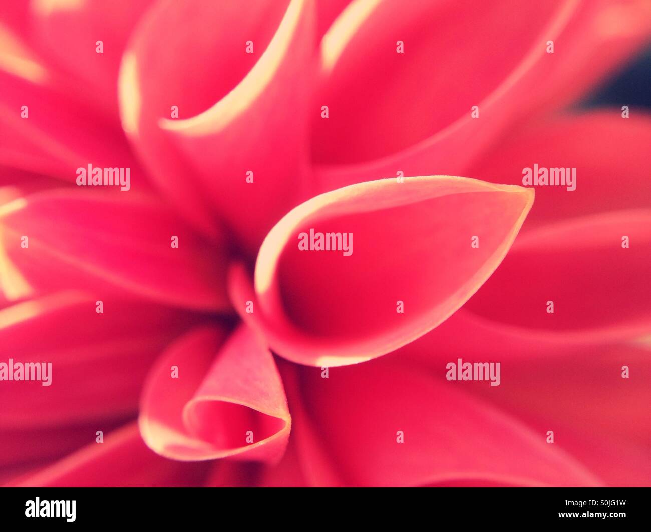 Dahlia flower shapes hi-res stock photography and images - Alamy