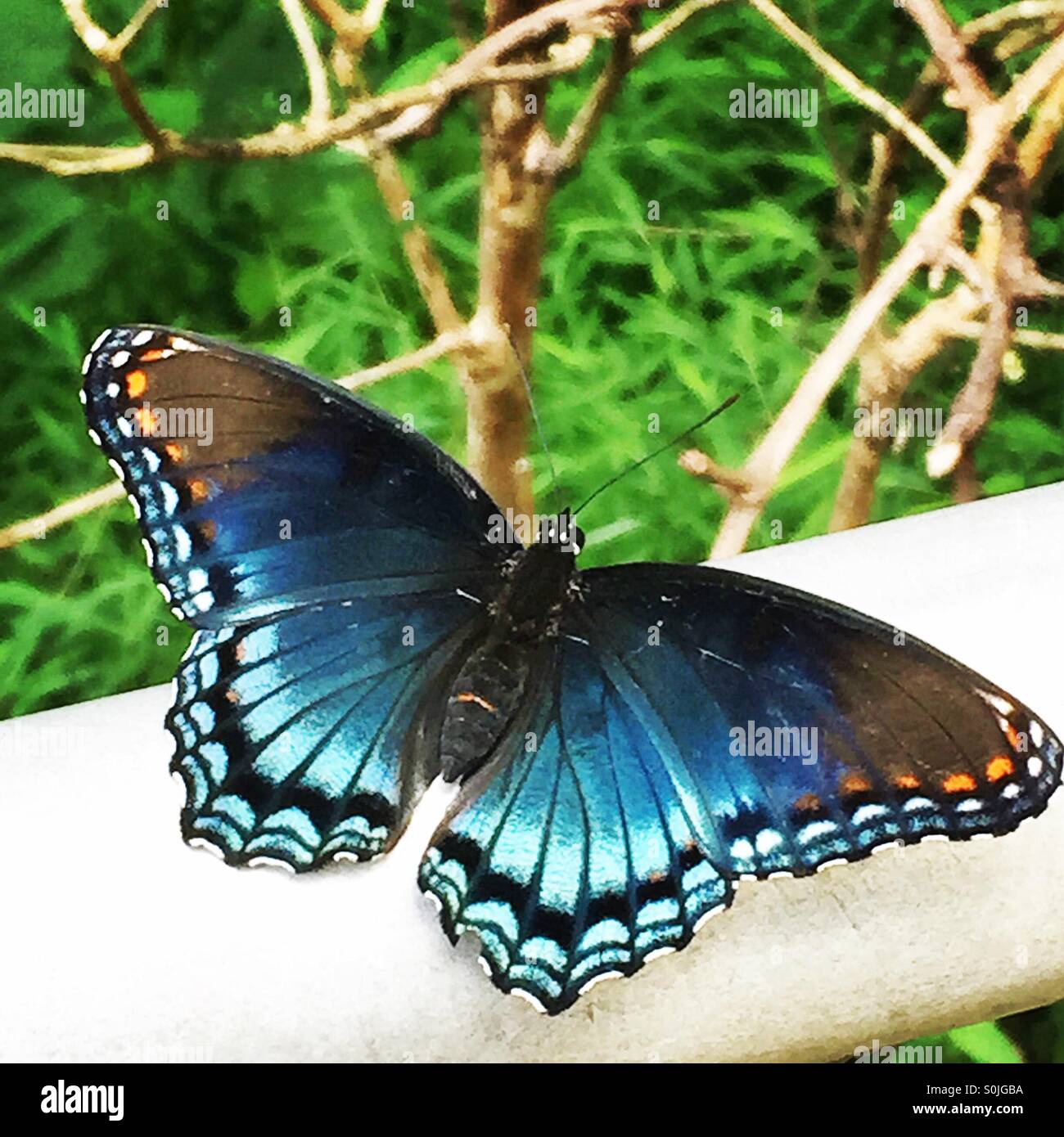 Blue Emperor Butterfly