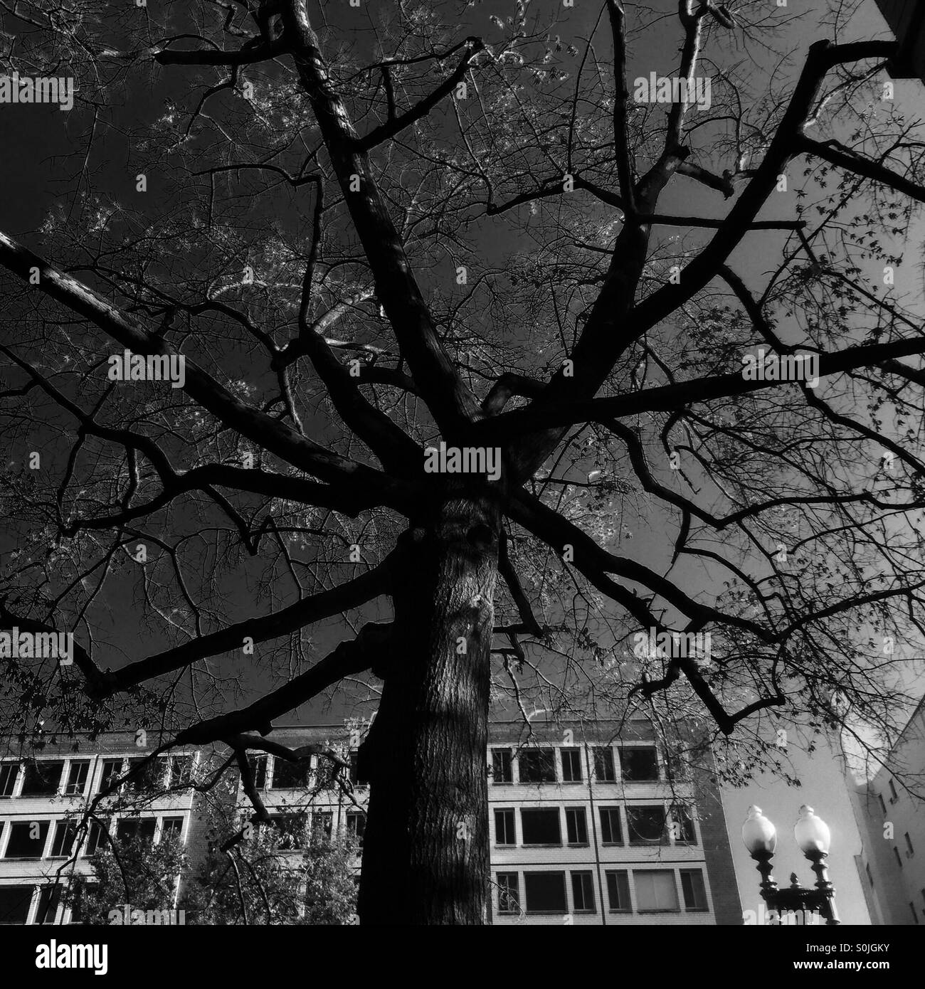 Scary tree hi-res stock photography and images - Alamy