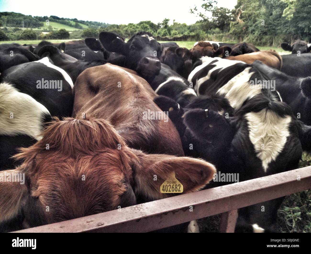 Cows in a field Stock Photo - Alamy