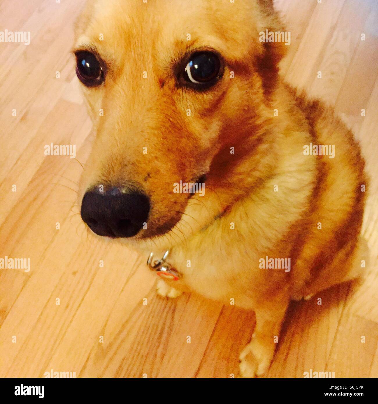Serious dog hi-res stock photography and images - Alamy