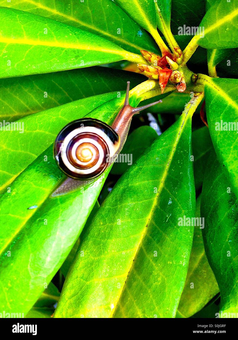 Snails pace hi-res stock photography and images - Alamy