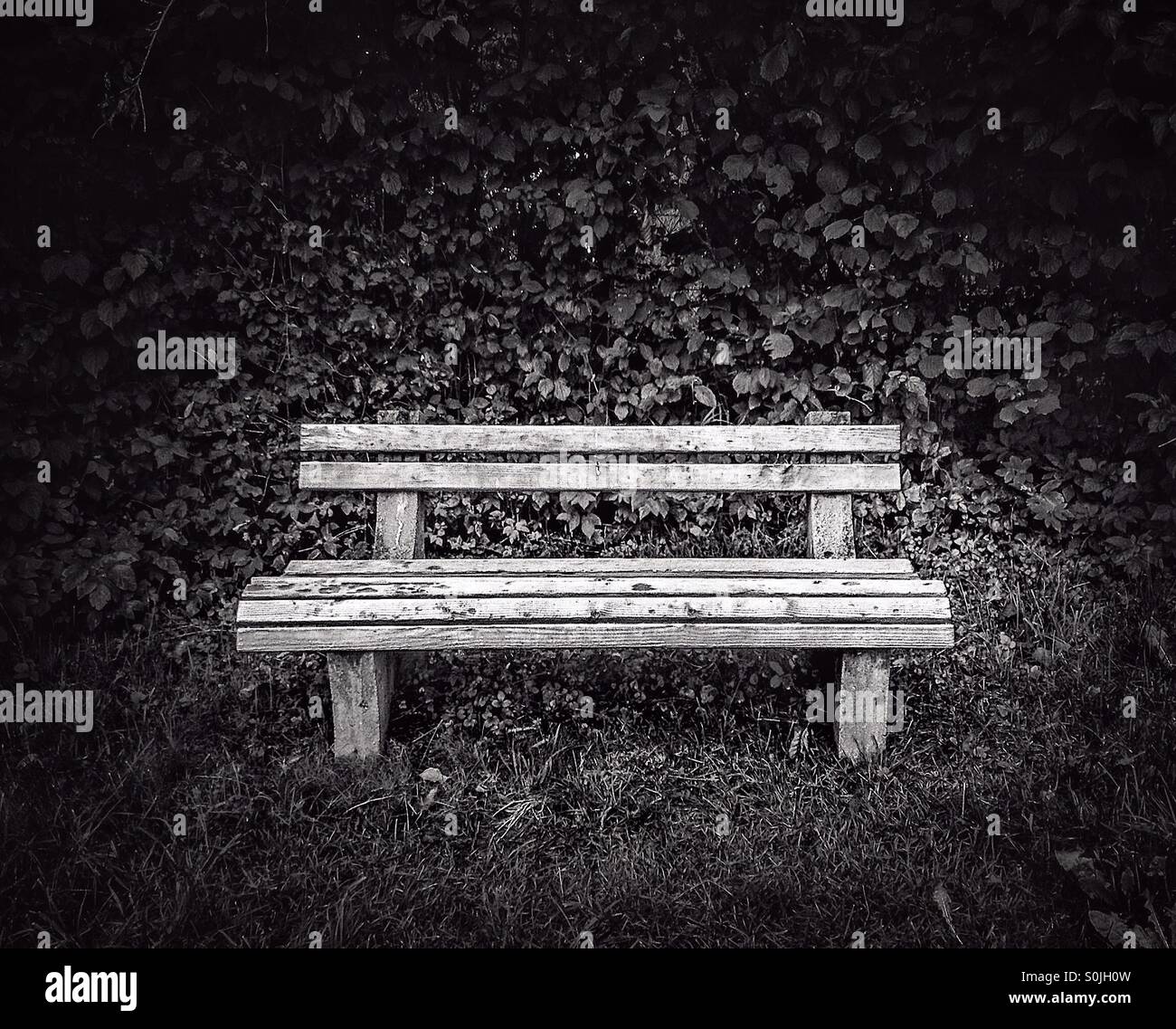 Bench alone in nature on black and white Stock Photo - Alamy