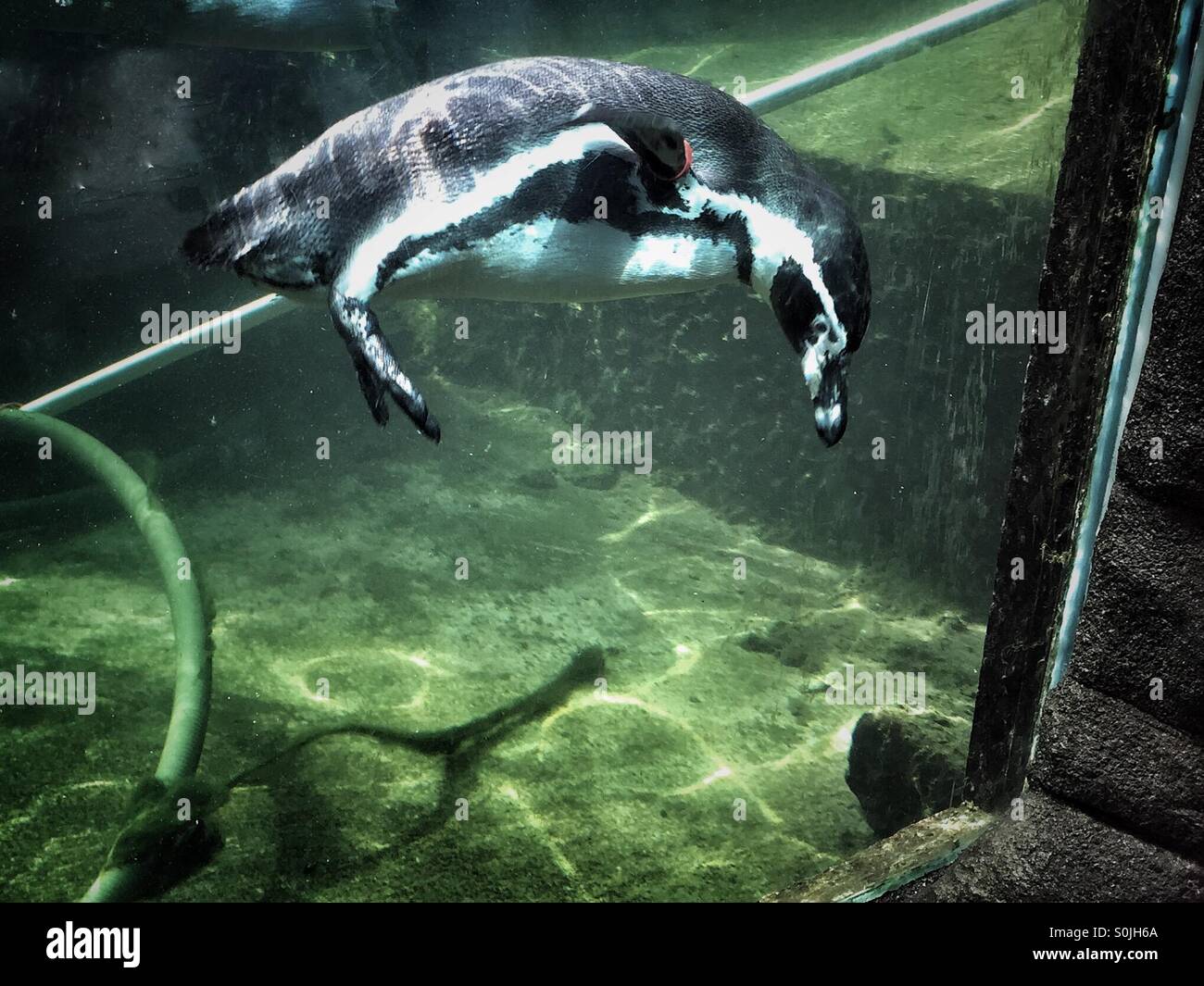 Streamlined animal hi-res stock photography and images - Alamy