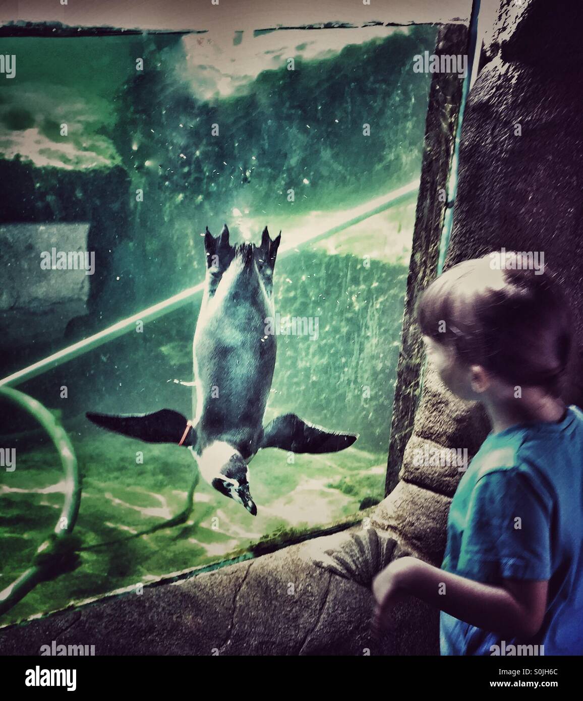 Penguin biology hi-res stock photography and images - Alamy