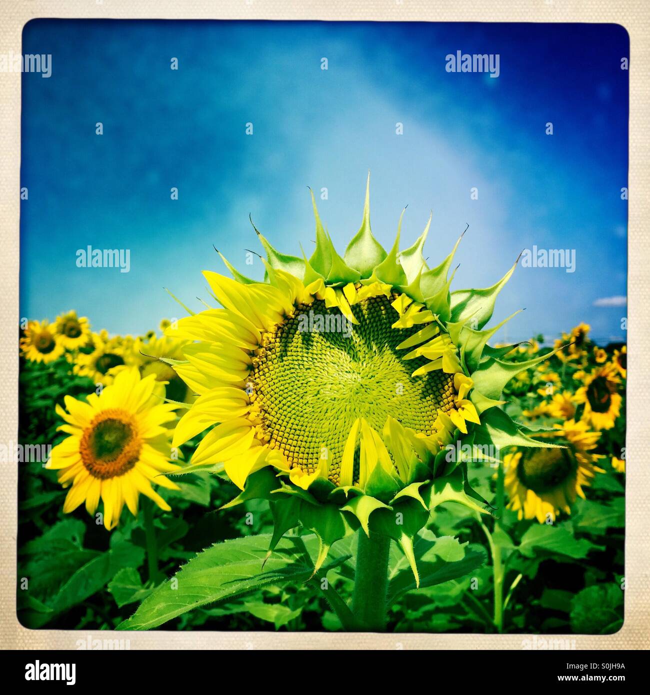 Sun flower crops hi-res stock photography and images - Alamy