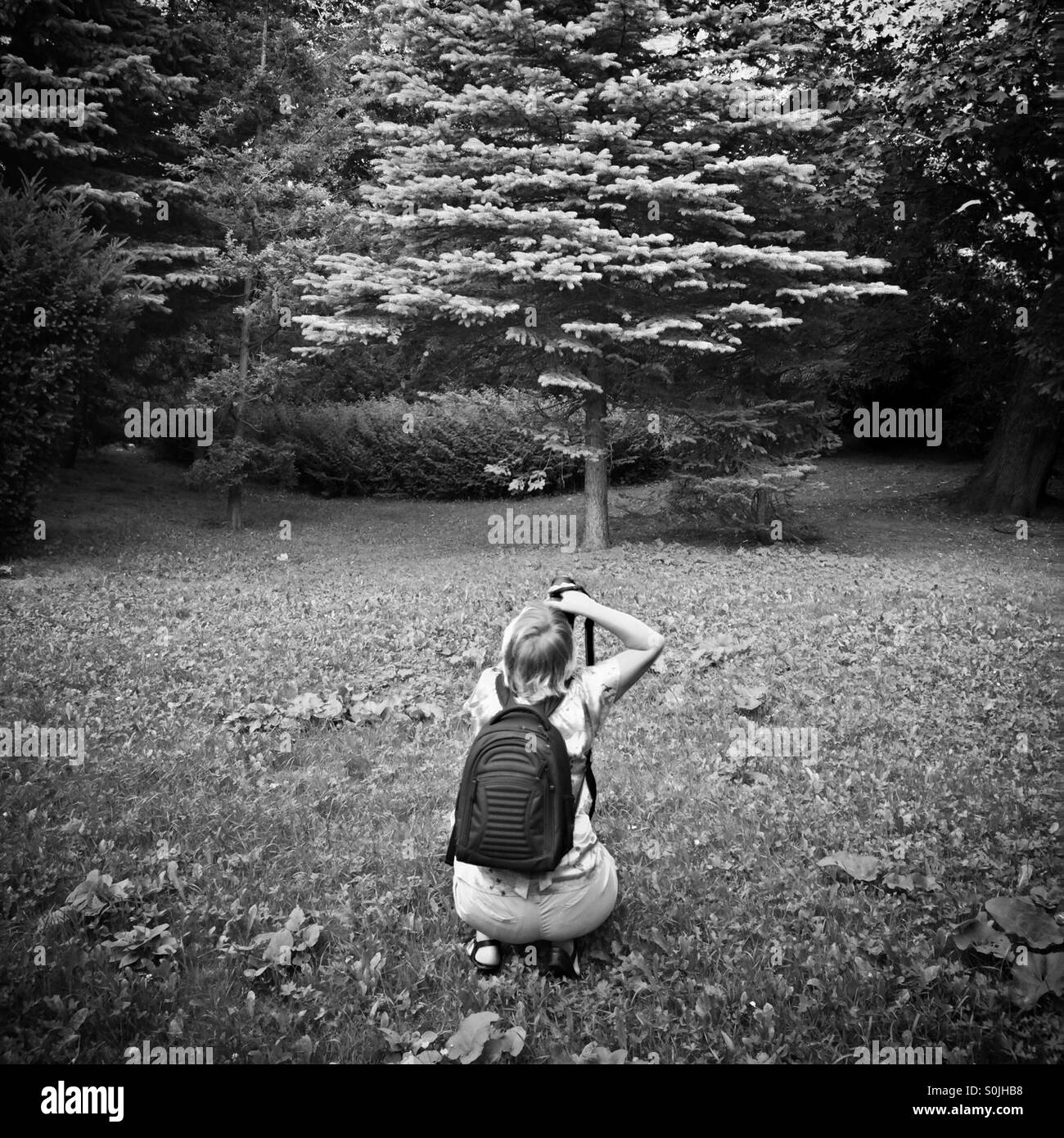 Tree being photographed by woman Stock Photo - Alamy