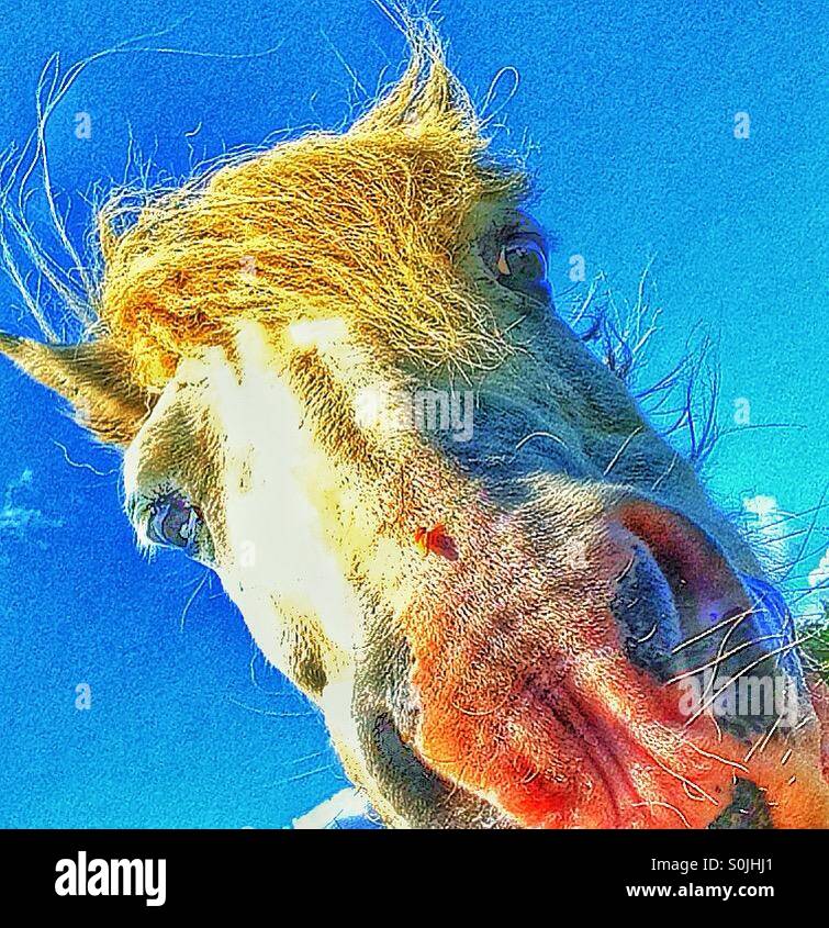 Horse mane forelock hi-res stock photography and images - Alamy