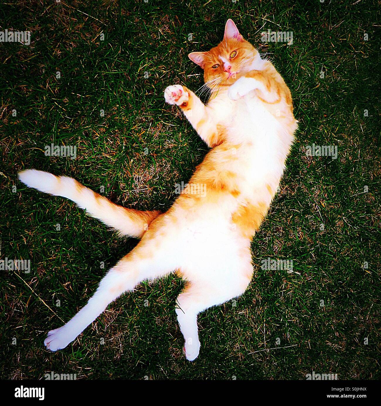 Black tabby cat stretching hi-res stock photography and images - Alamy