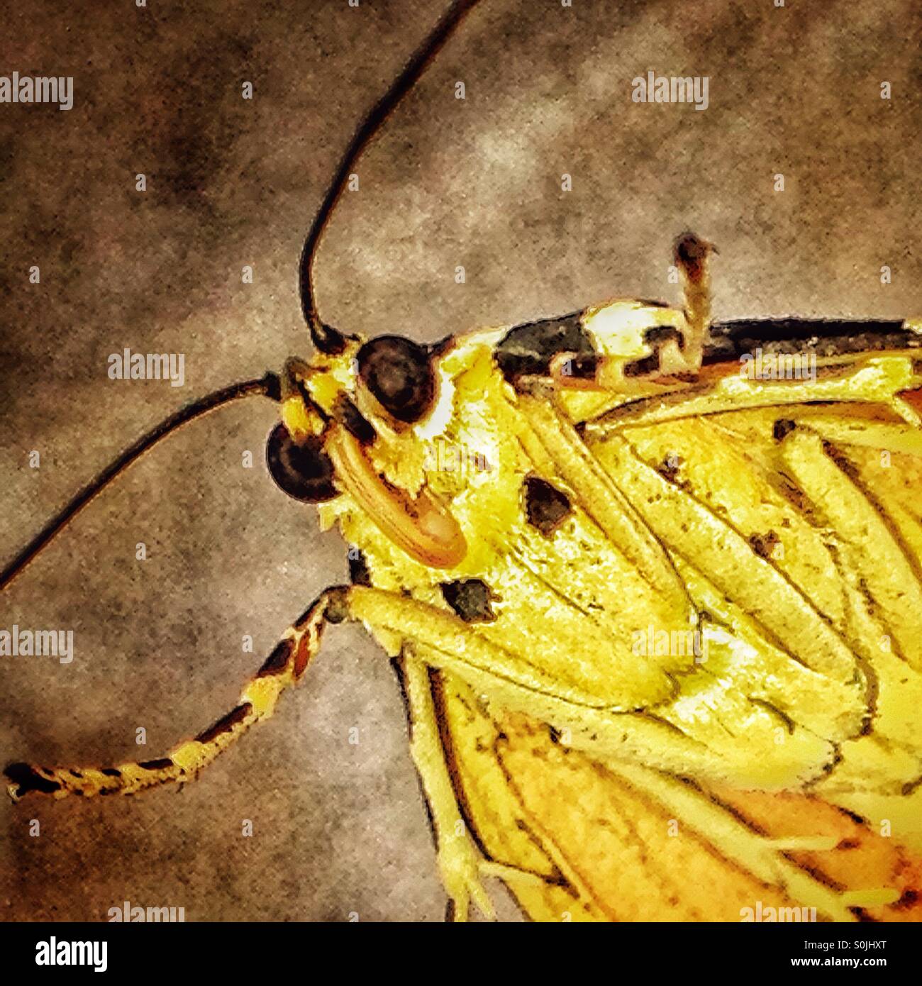 Moth close up Stock Photo - Alamy