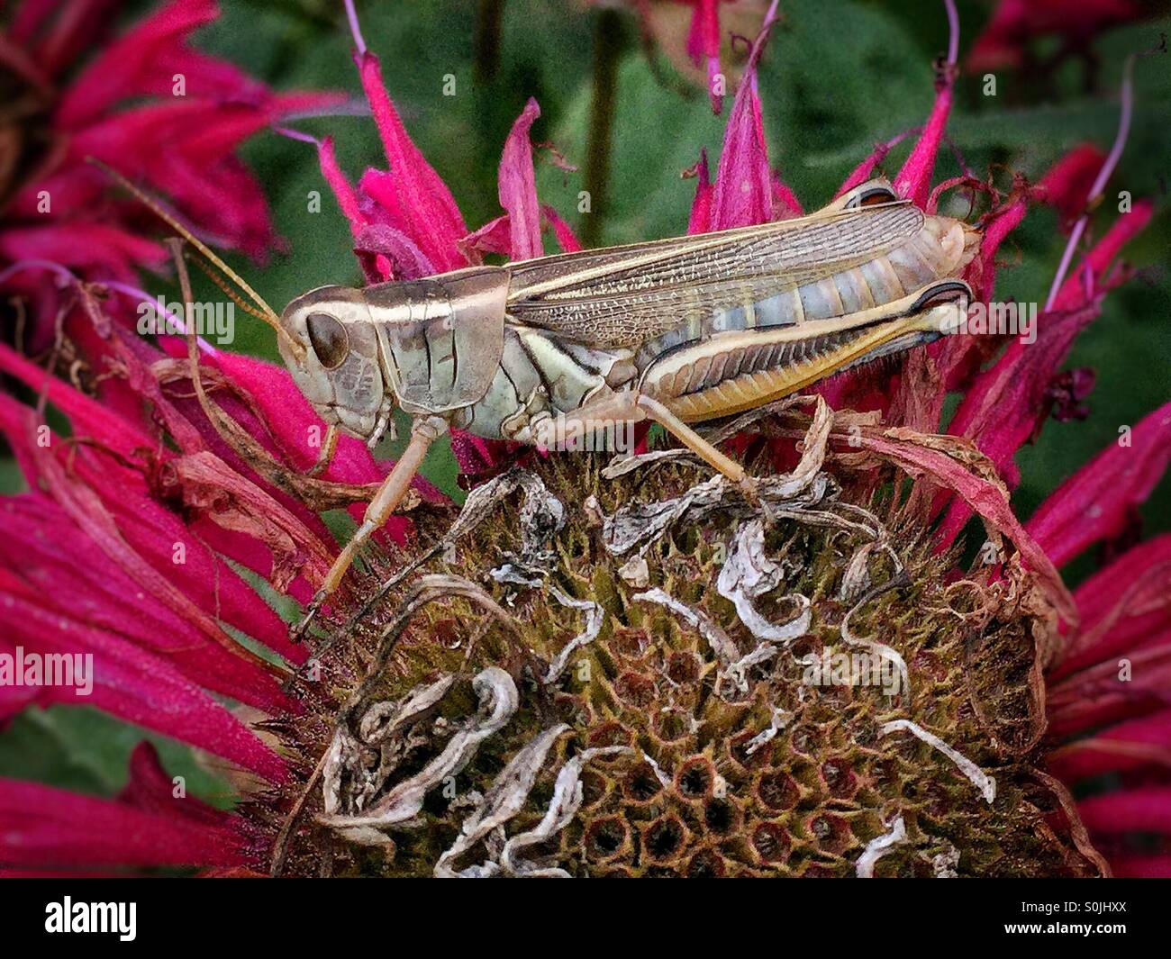 Grasshopper on fading monarda flower in backyard garden Stock Photo - Alamy