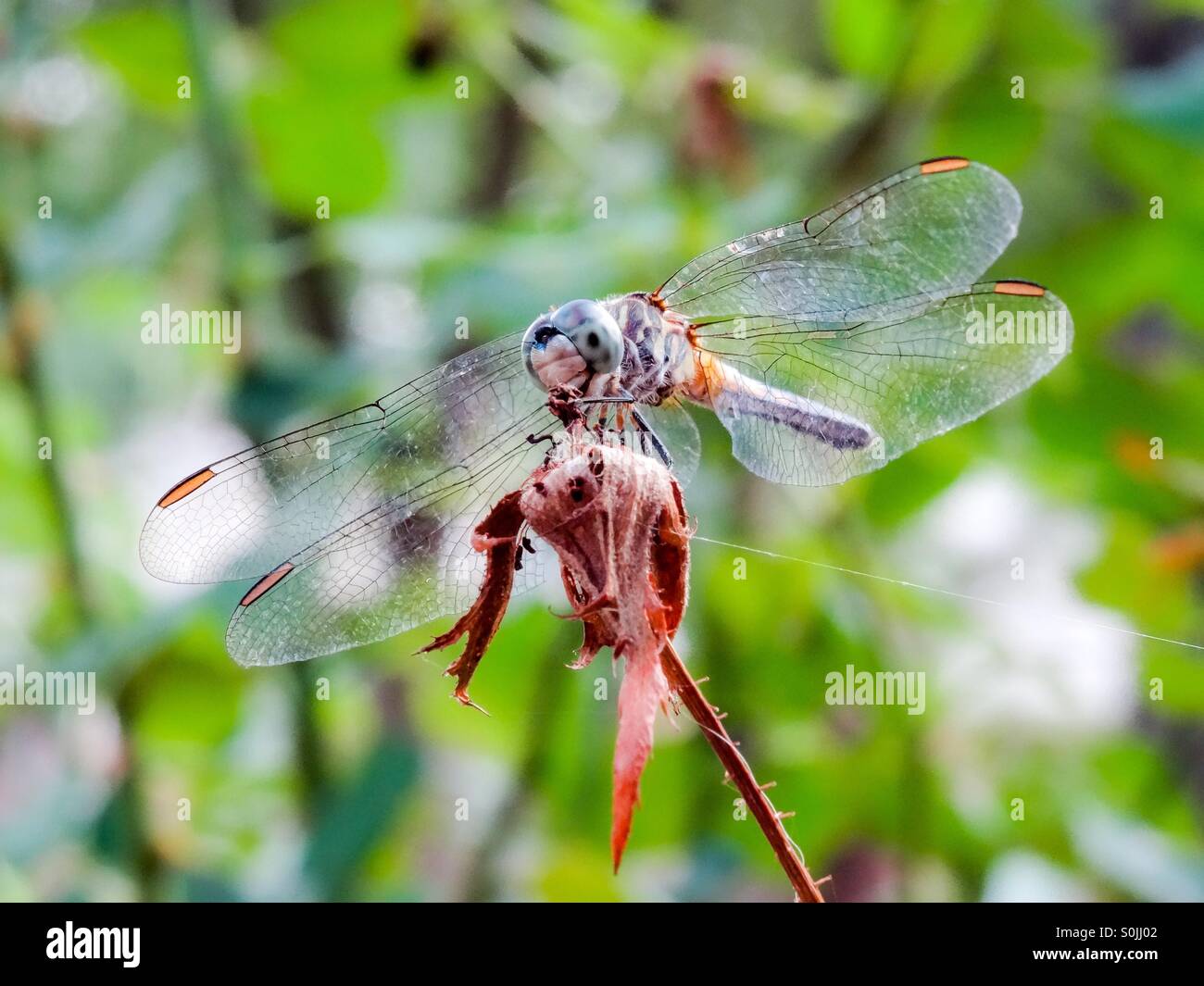 Dead bud hi-res stock photography and images - Alamy