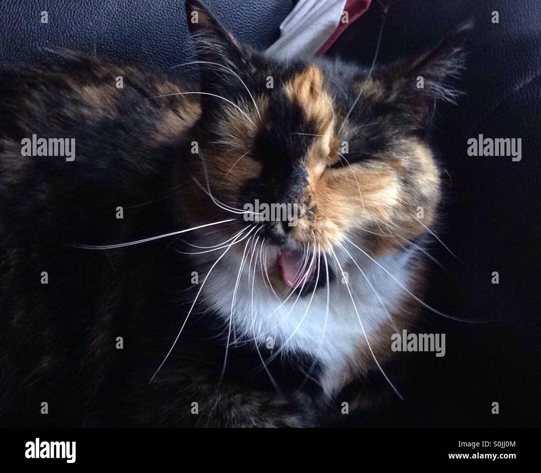 Cat taking a nap hi-res stock photography and images - Alamy