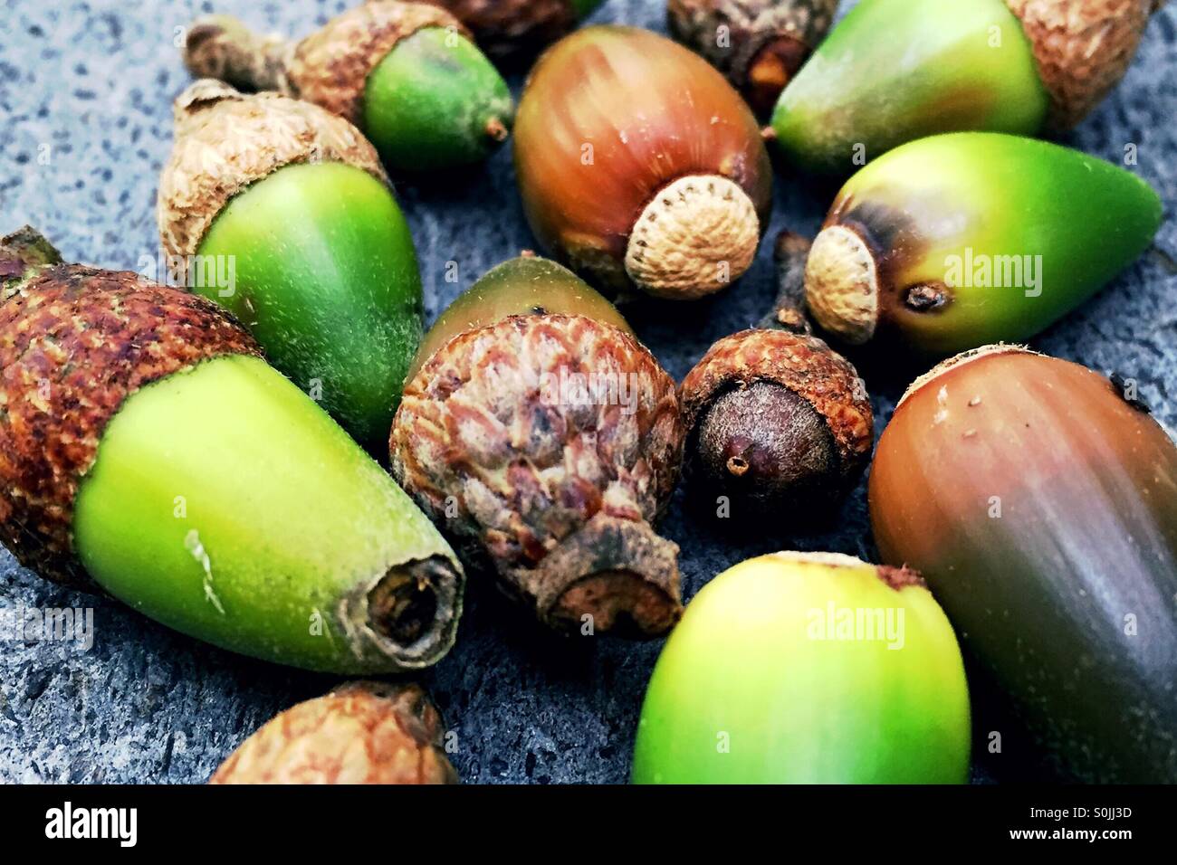 Acorns oak tree hi-res stock photography and images - Alamy