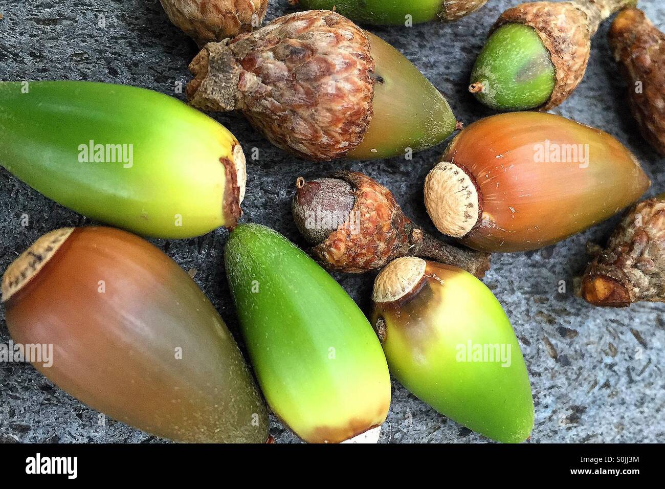 Oak tree acorns hi-res stock photography and images - Alamy
