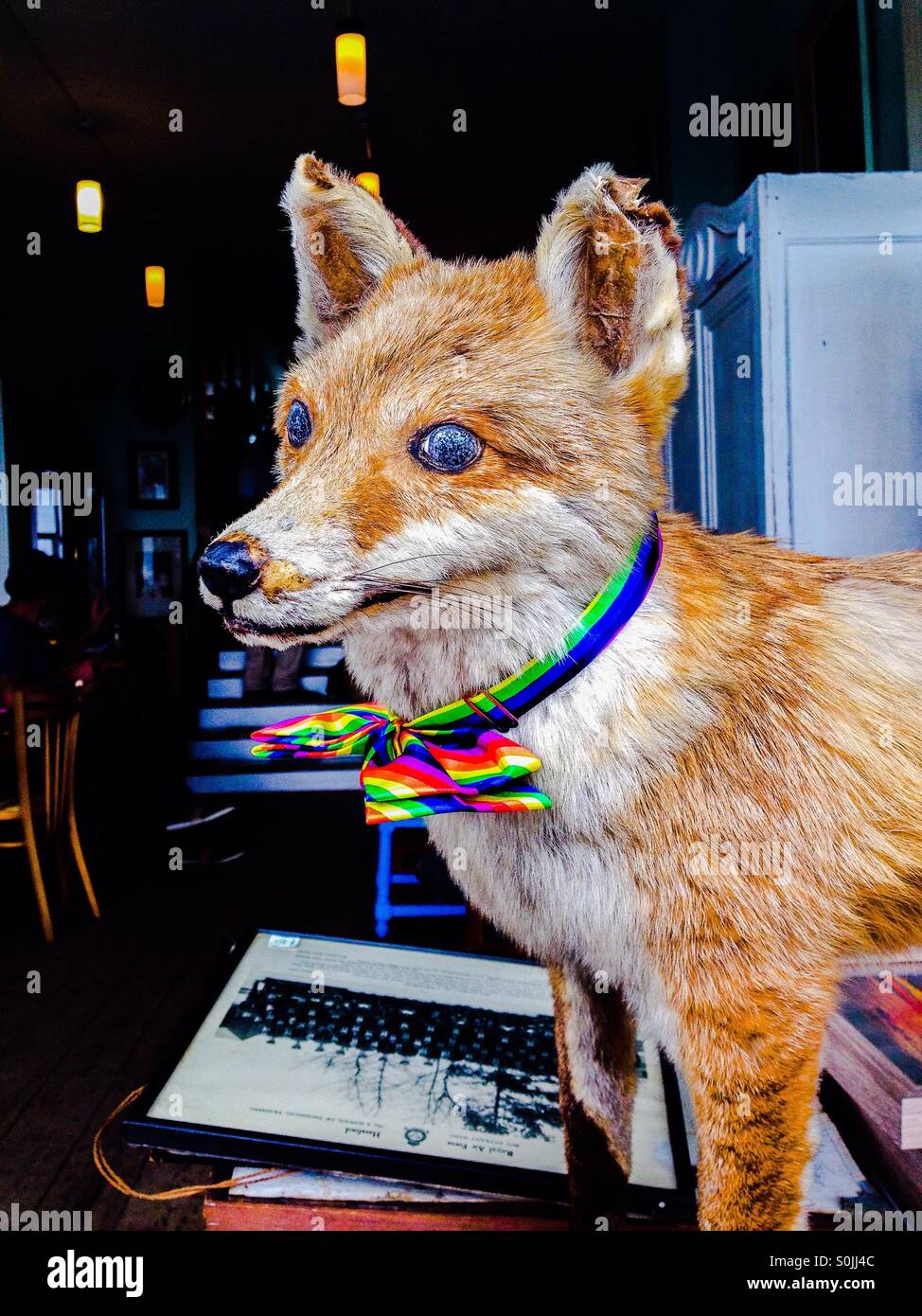 A taxidermied Fox wearing a Gay pride bow tie Stock Photo - Alamy