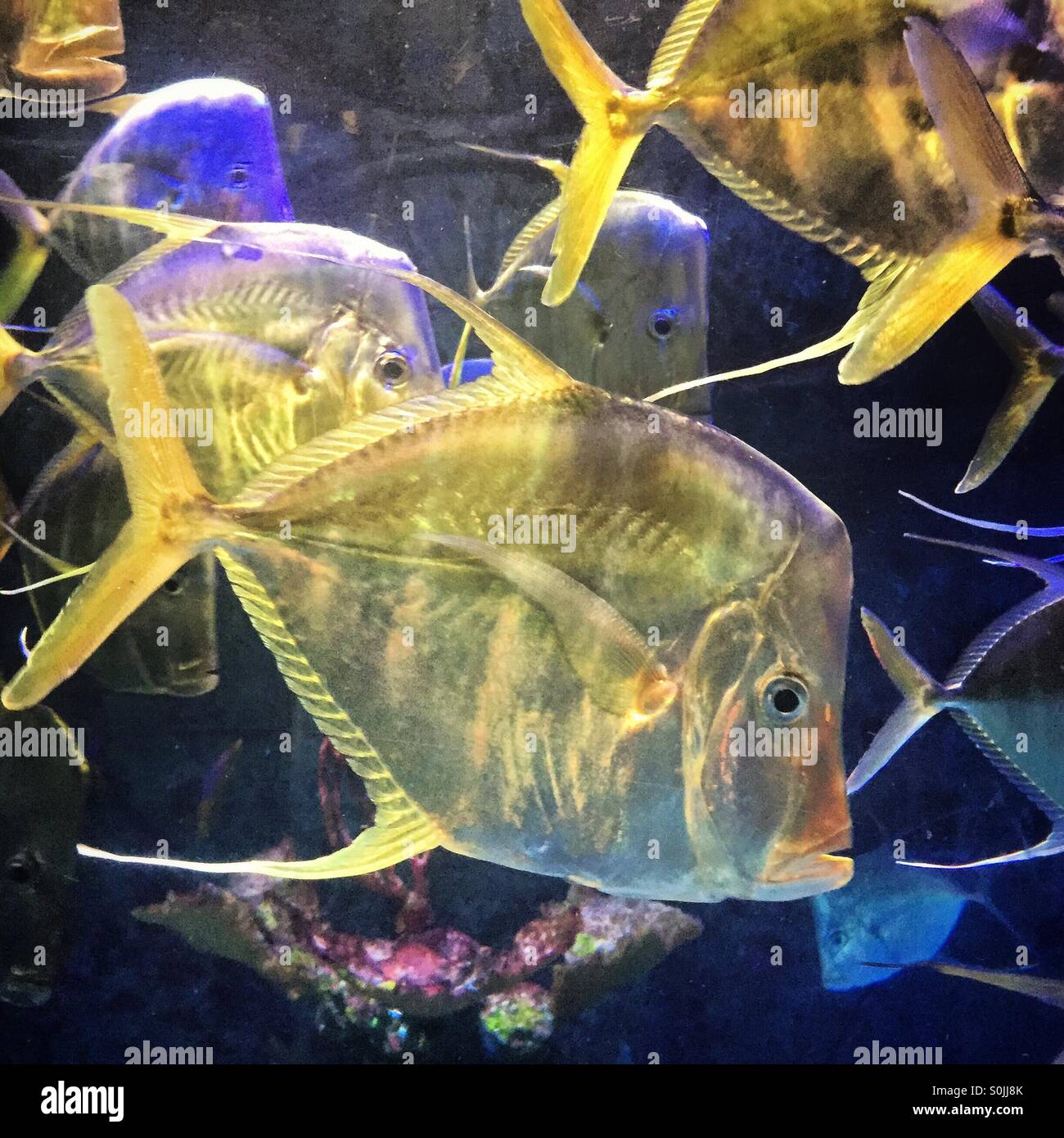 Transparent Fish Species