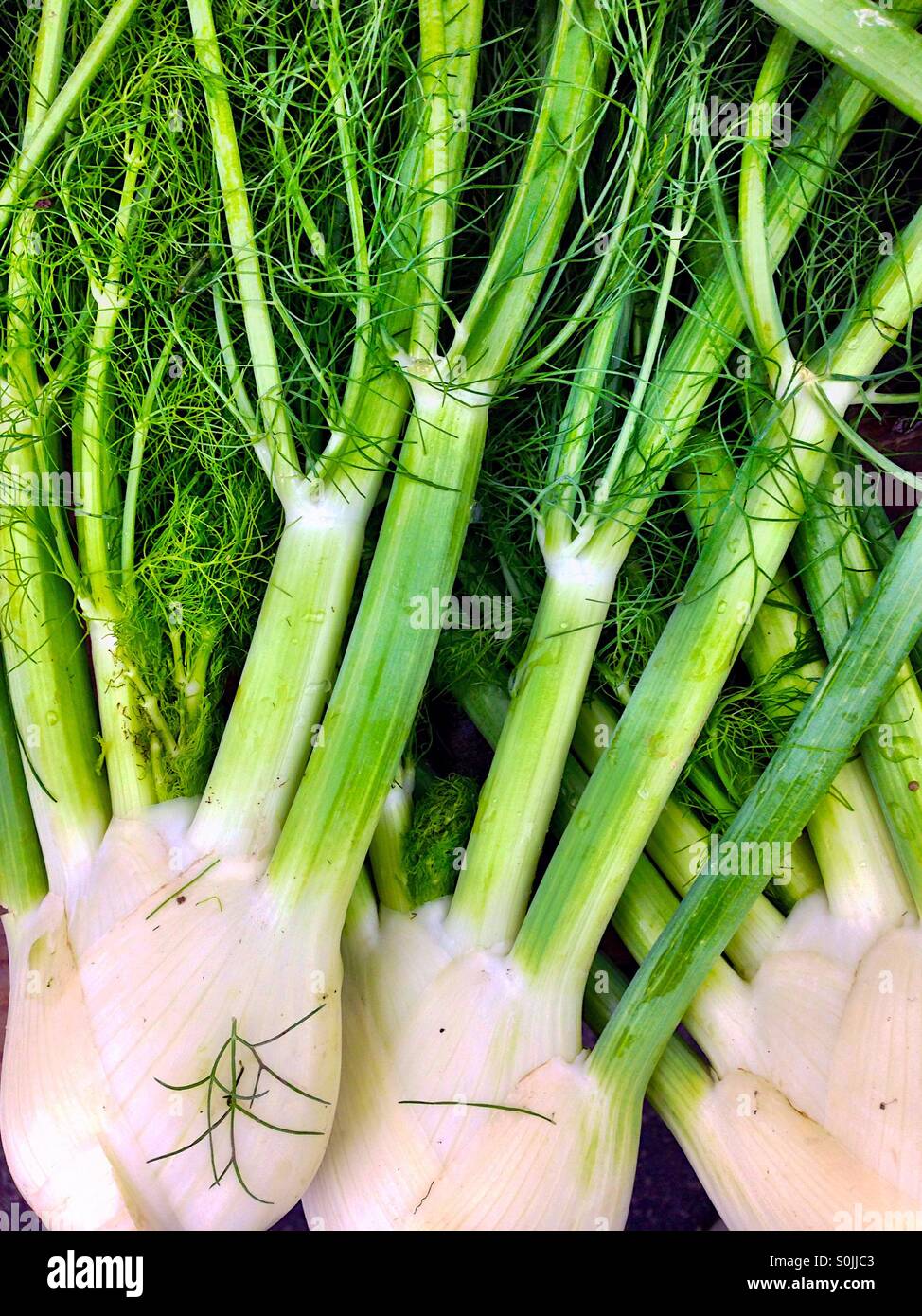 Bulbs leaves hi-res stock photography and images - Alamy