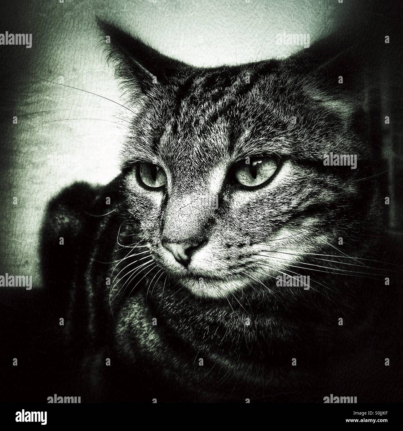 Mono tabby cat Stock Photo - Alamy