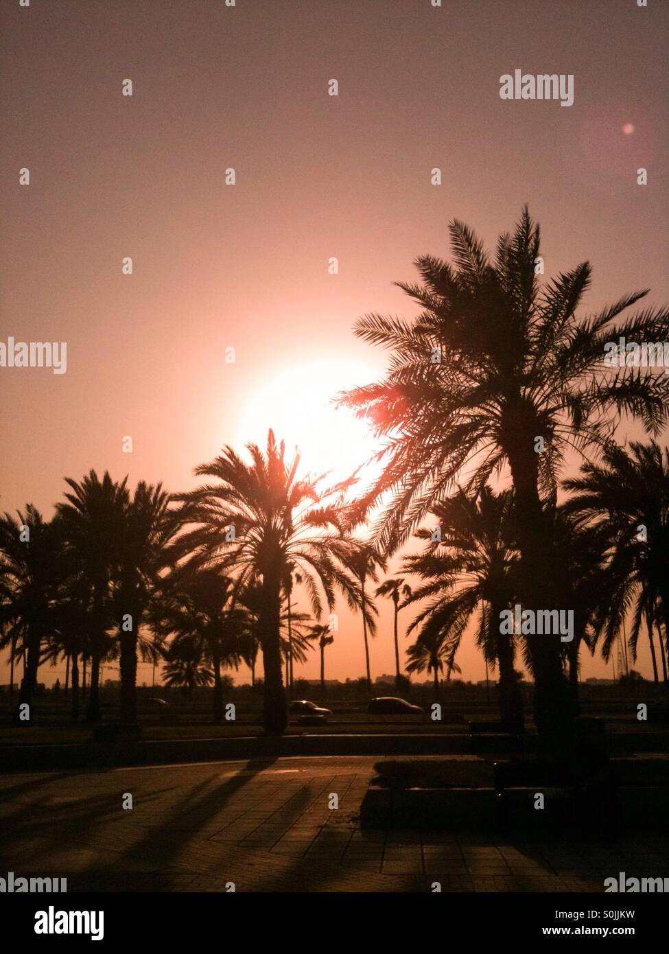 Corniche doha qatar palm tree hi-res stock photography and images - Alamy