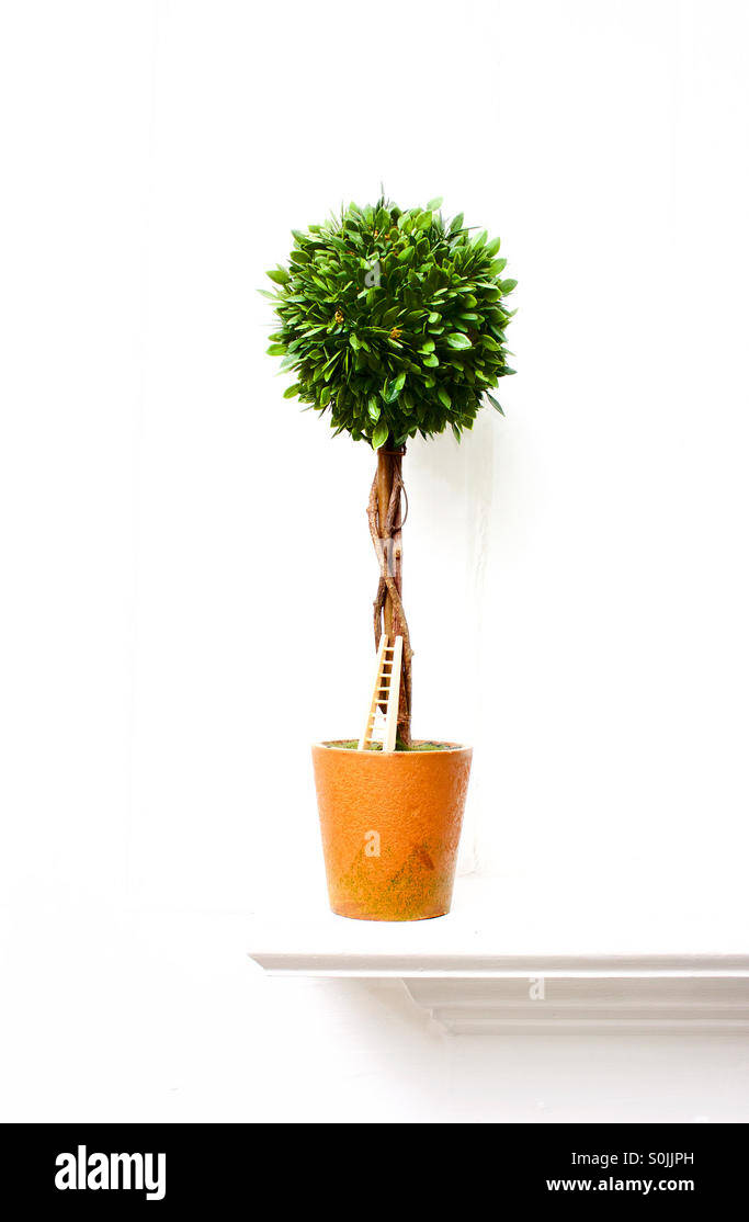 Topiary with tiny ladder and a stark white background Stock Photo - Alamy