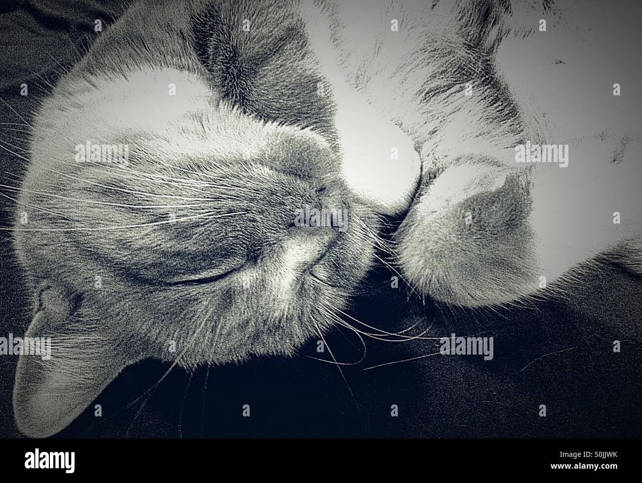Cat asleep with paws under chin in black and white Stock Photo - Alamy