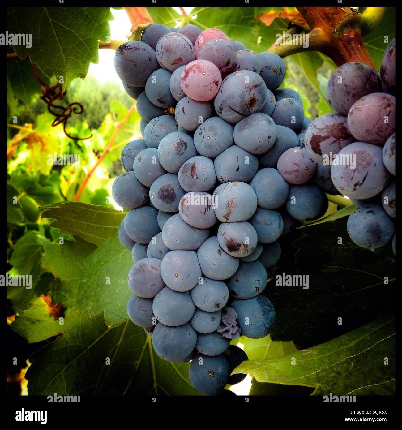 Garnacha grapes hi-res stock photography and images - Alamy