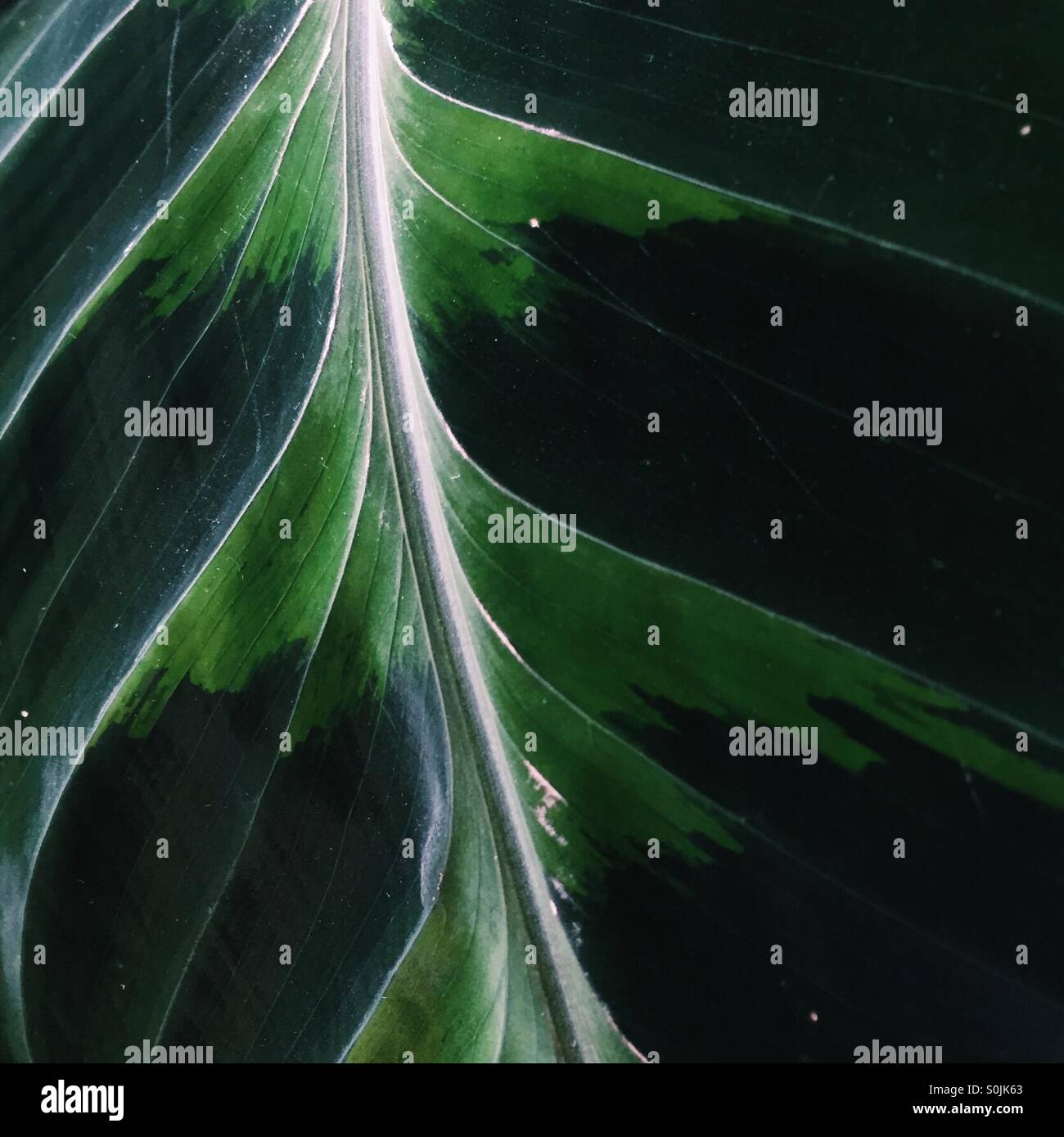 Linear Leaf High Resolution Stock Photography and Images - Alamy