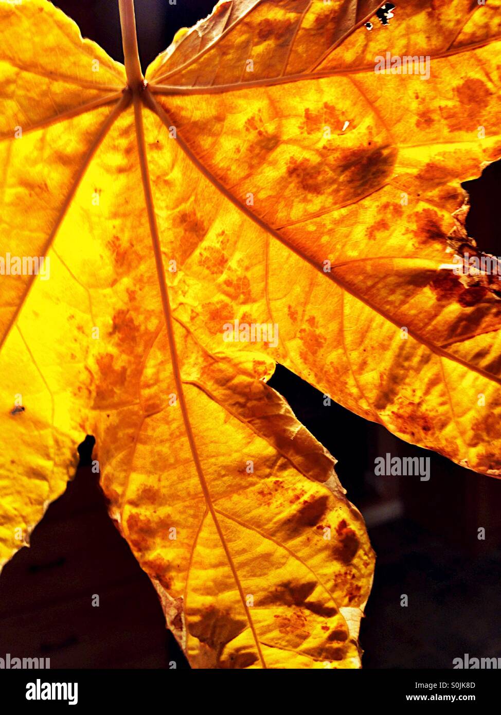 Yellow fall leaf hi-res stock photography and images - Alamy