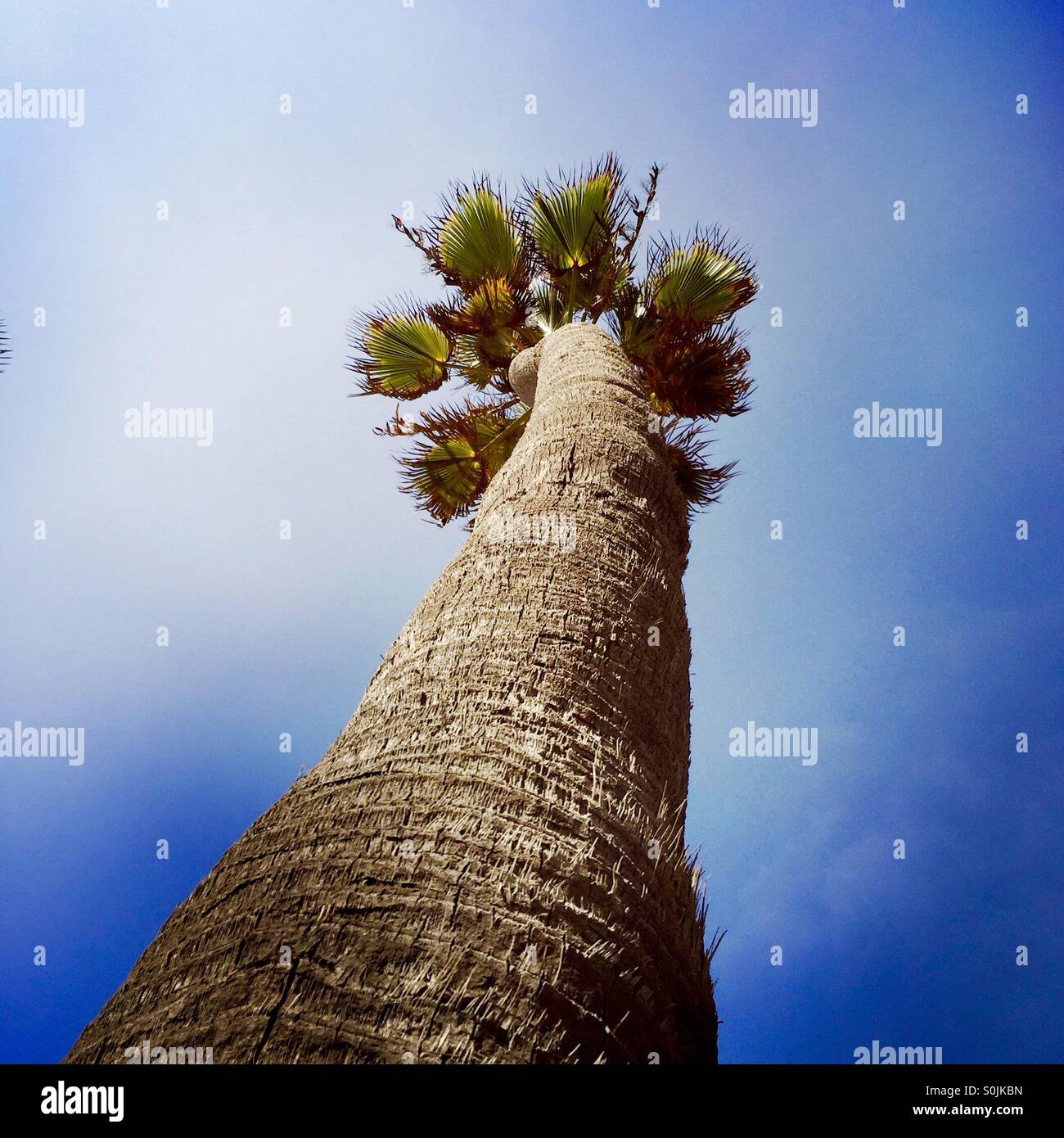 Looking up at palm tree hi-res stock photography and images - Alamy