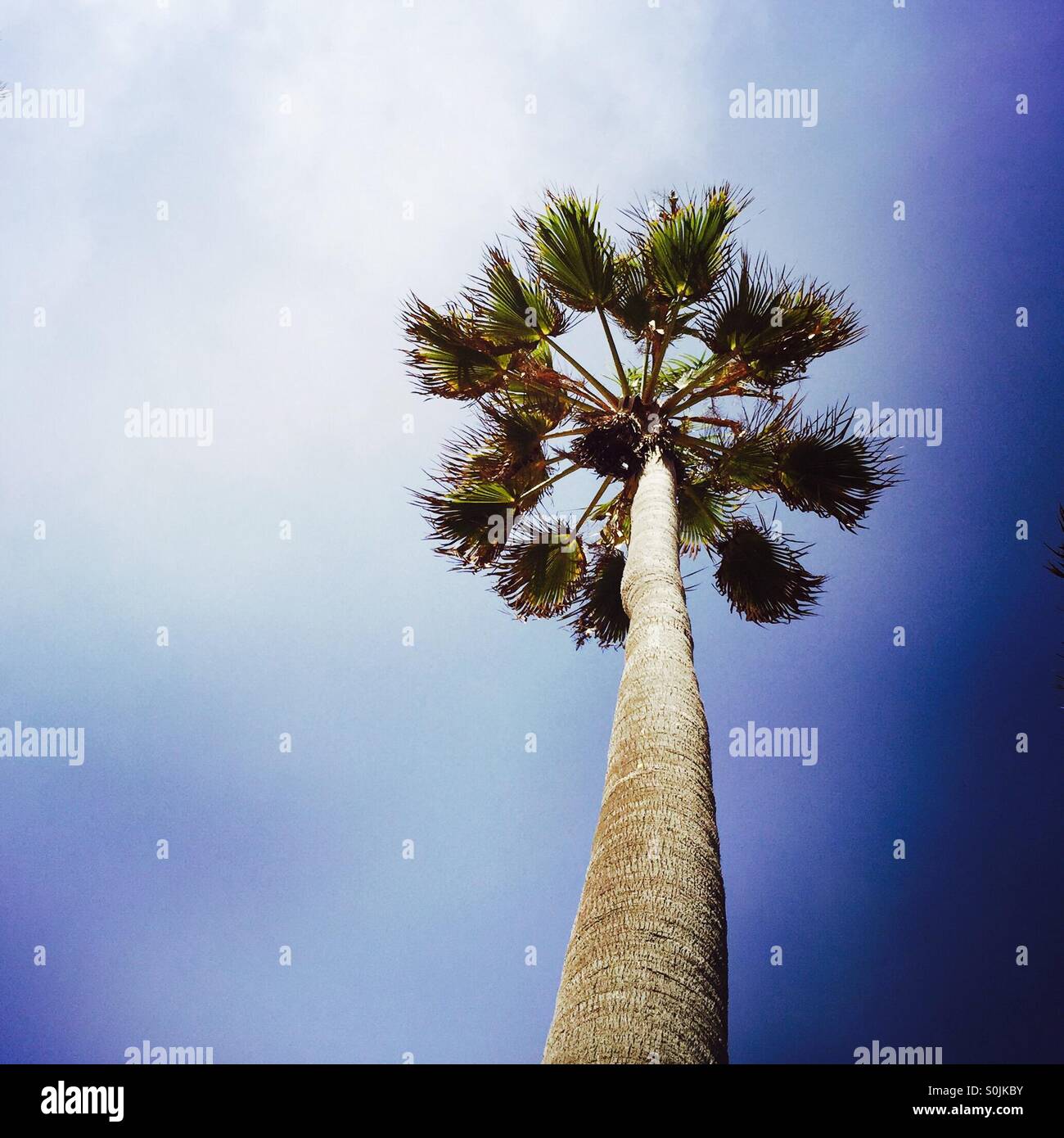 Looking up a palm tree Stock Photo - Alamy