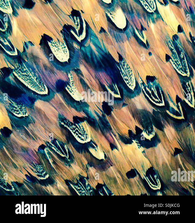 Pheasant feather lamp shade Stock Photo - Alamy
