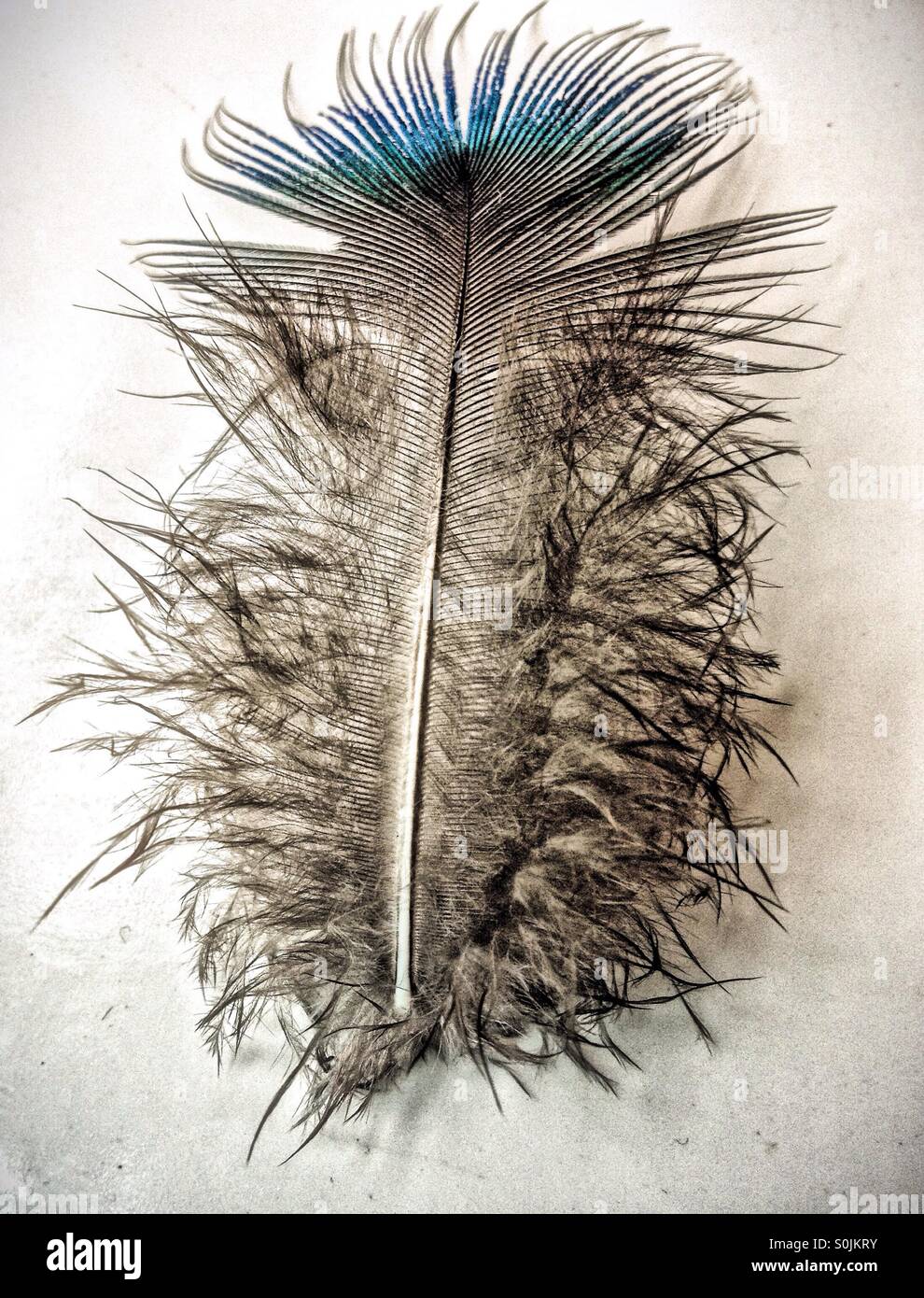 Small Peacock Feather Stock Photo - Alamy