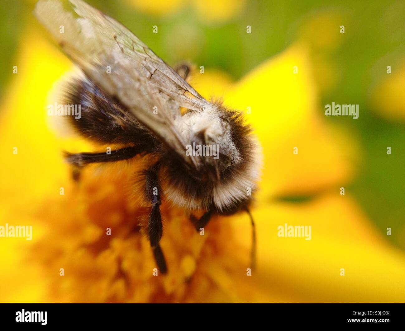 Bee pollinating a flower Stock Photo - Alamy