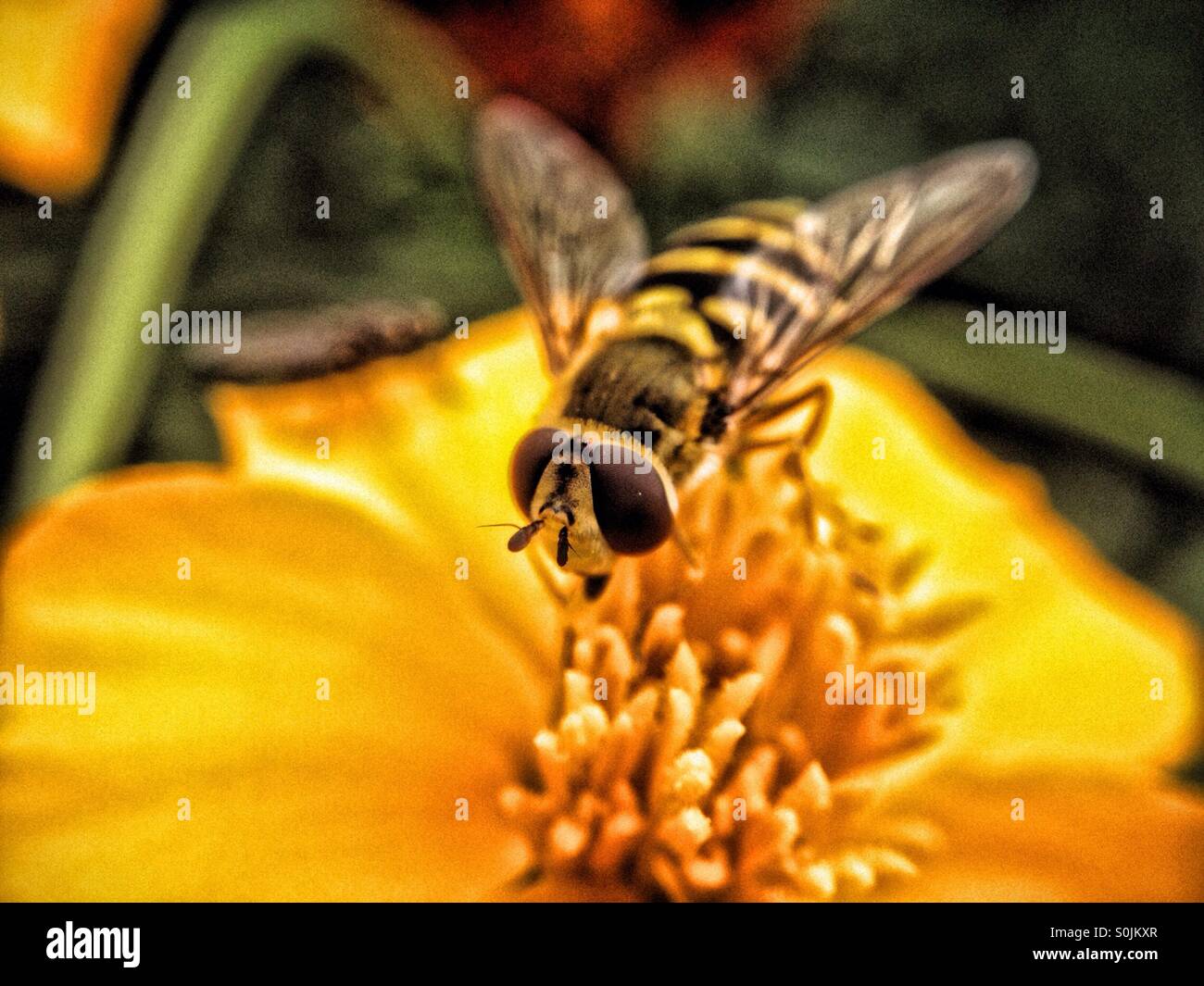 Hover fly pollinating a flower Stock Photo - Alamy