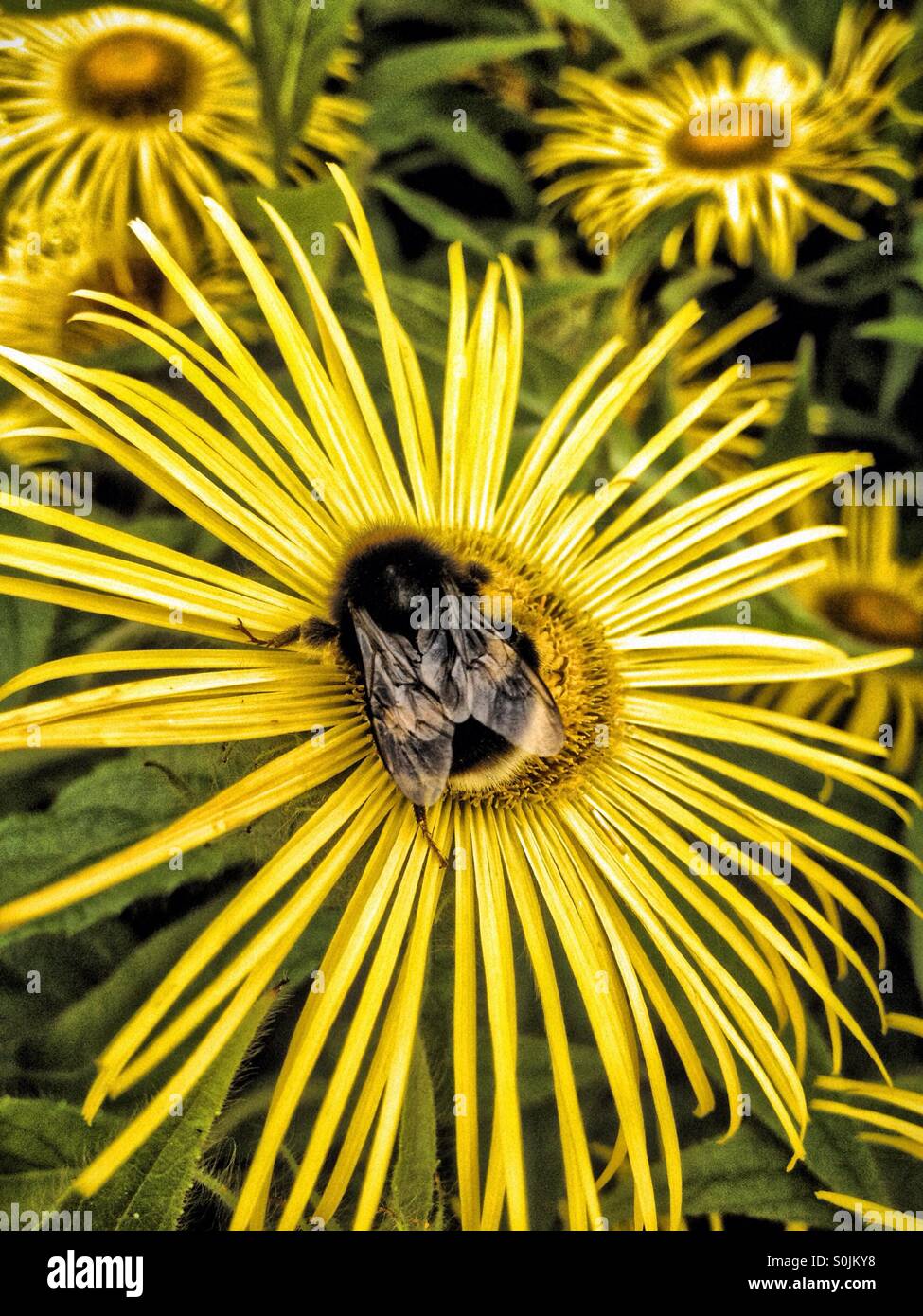 Bumble bee pollinating an ox-eye Daisy Stock Photo - Alamy