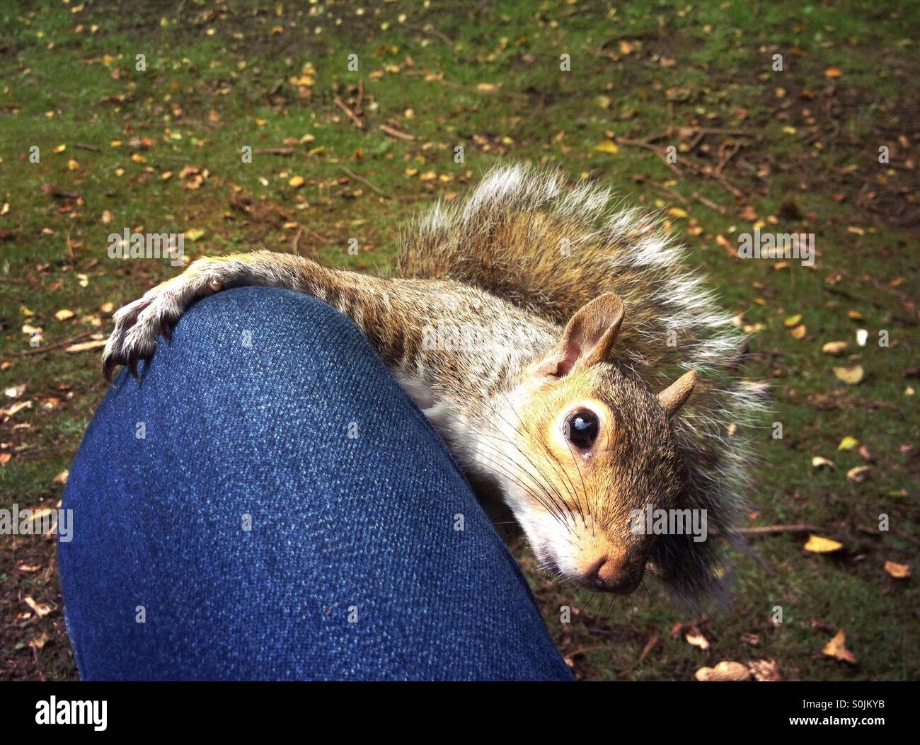 Cheeky squirrel hanging on to a persons leg Stock Photo - Alamy