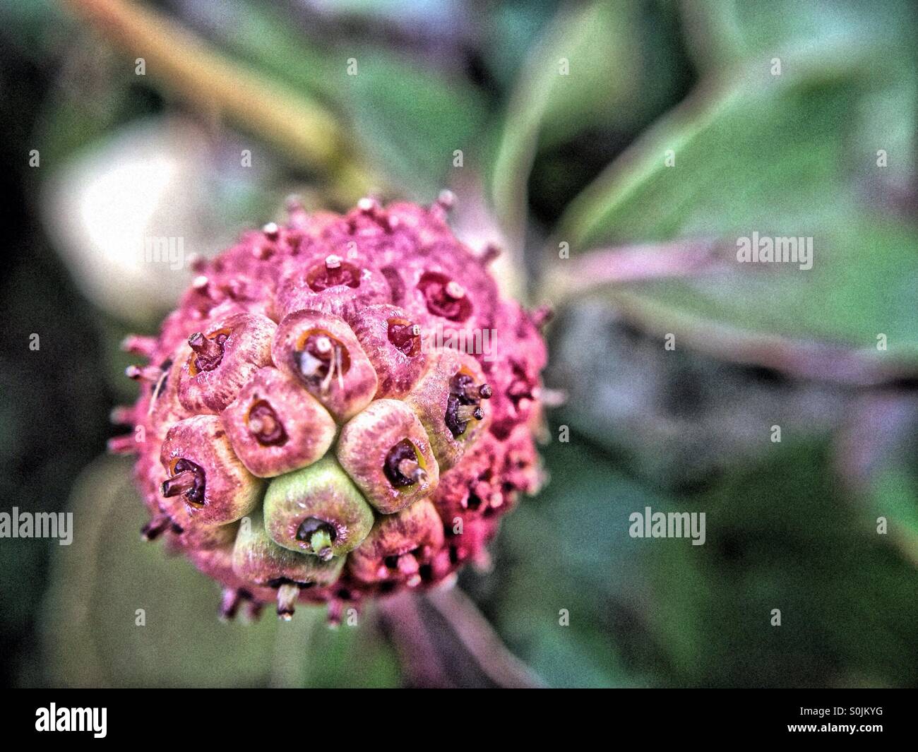 Fruit of the Cornus kousa tree Stock Photo - Alamy