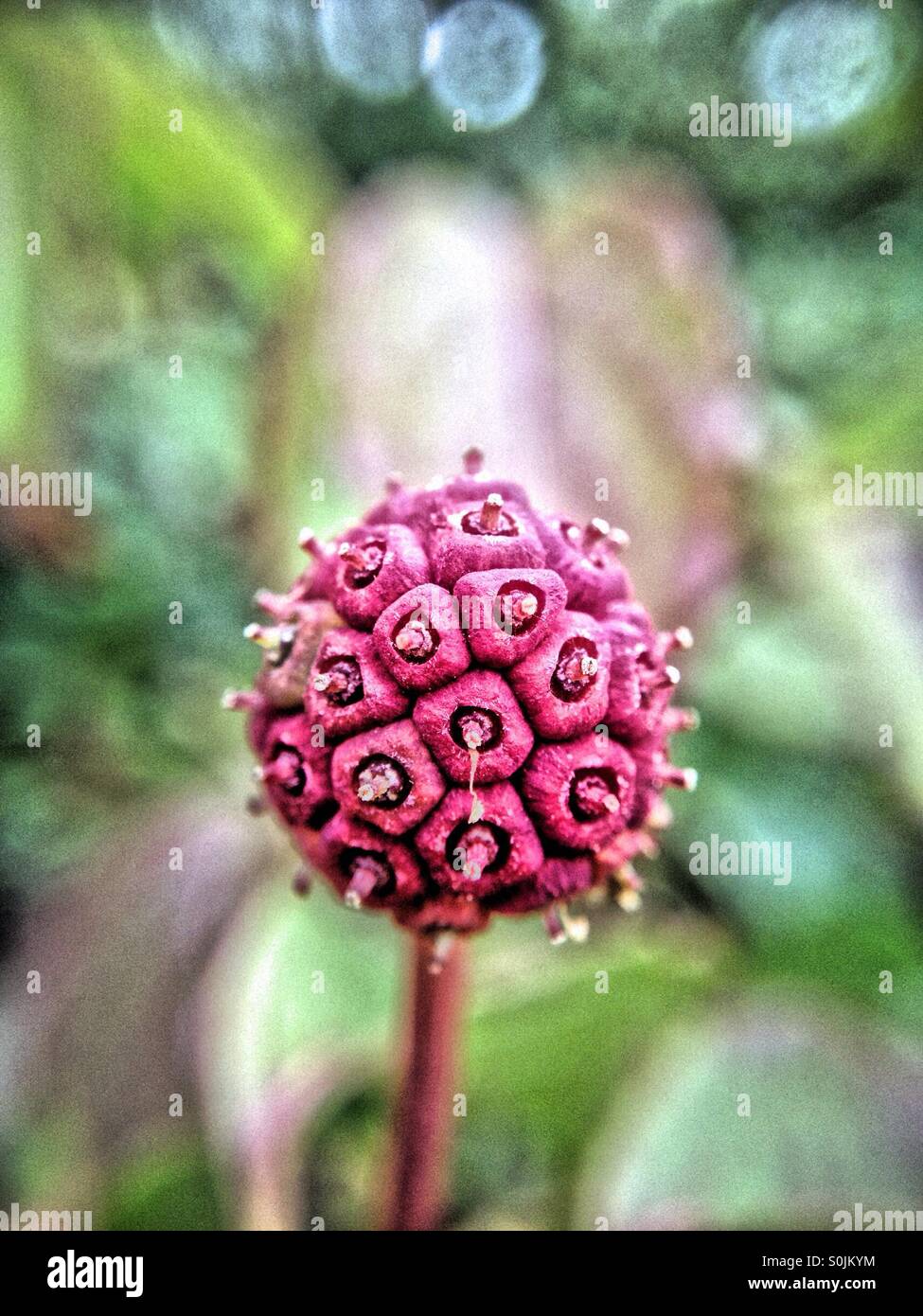 Fruit of the Cornus kousa tree Stock Photo - Alamy