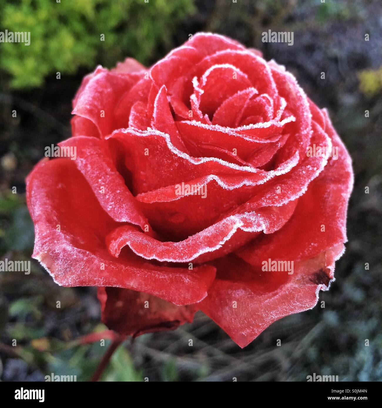 Frosted Flower Stock Photos & Frosted Flower Stock Images - Alamy