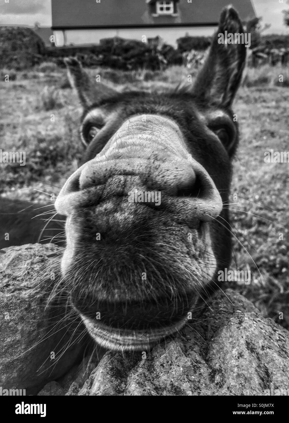 Donkey nose hi-res stock photography and images - Alamy