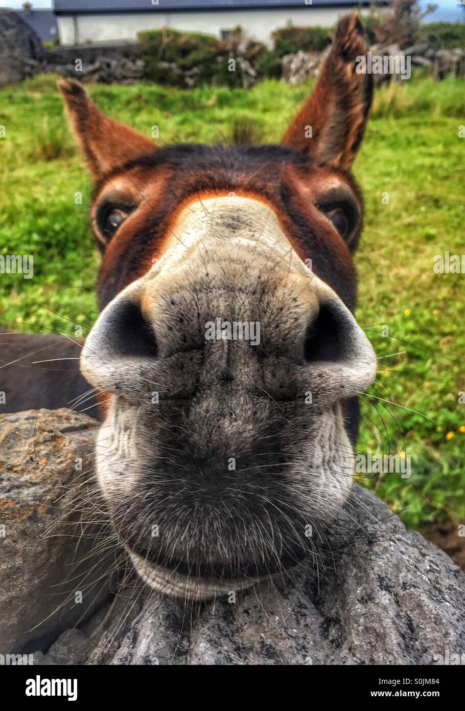 Donkey Ears High Resolution Stock Photography and Images - Alamy