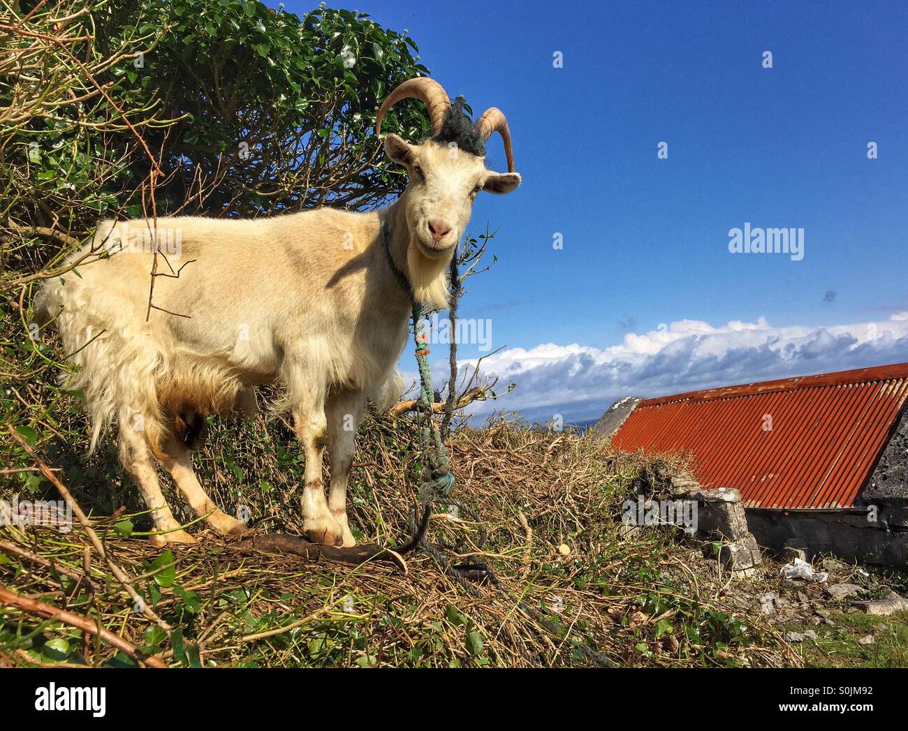 White billy goat hi-res stock photography and images - Alamy