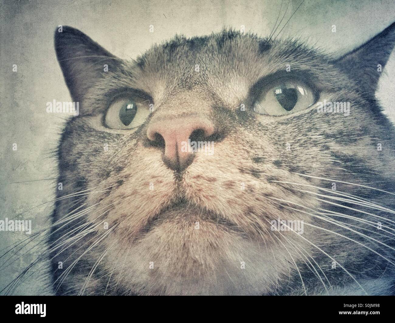 Cats face from below Stock Photo - Alamy
