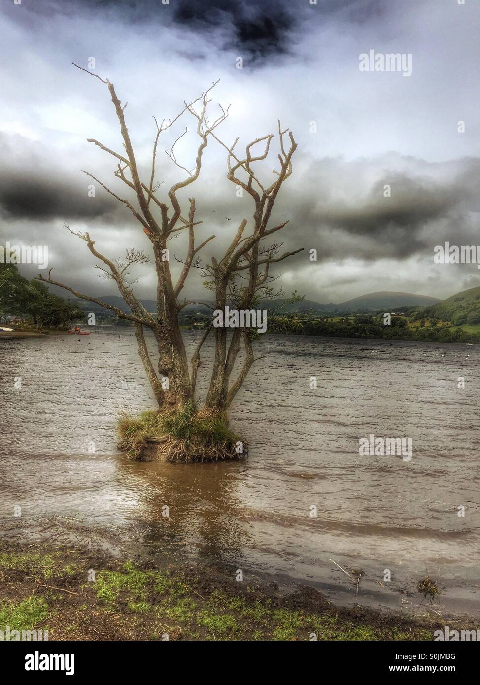 Dead tree on a small island on Ullswater lake Stock Photo - Alamy