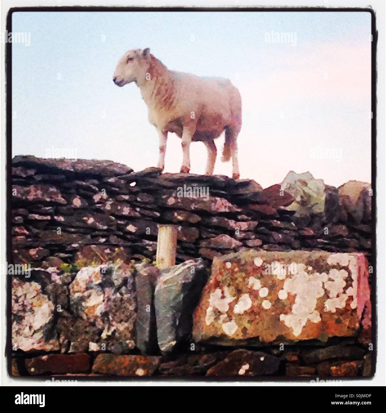 Sheep on a stone wall hi-res stock photography and images - Alamy