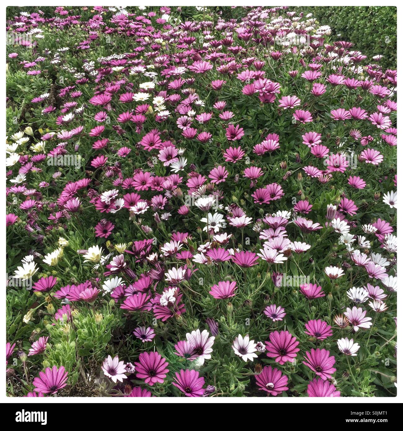 Mass of purple flowers Stock Photo - Alamy
