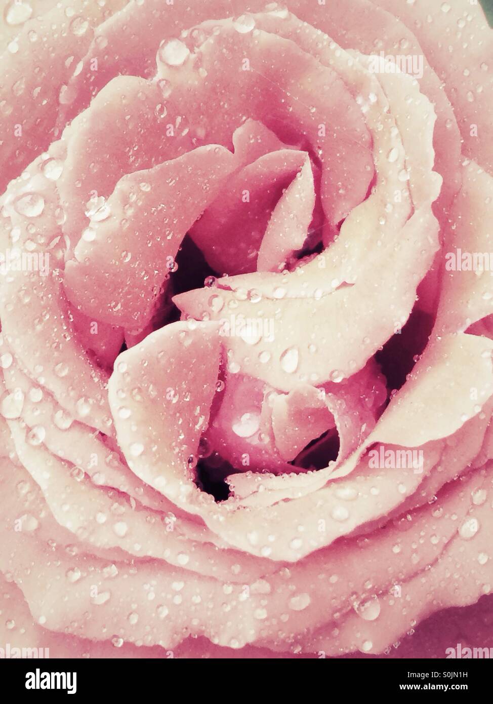 Rose with rain droplets hi-res stock photography and images - Alamy